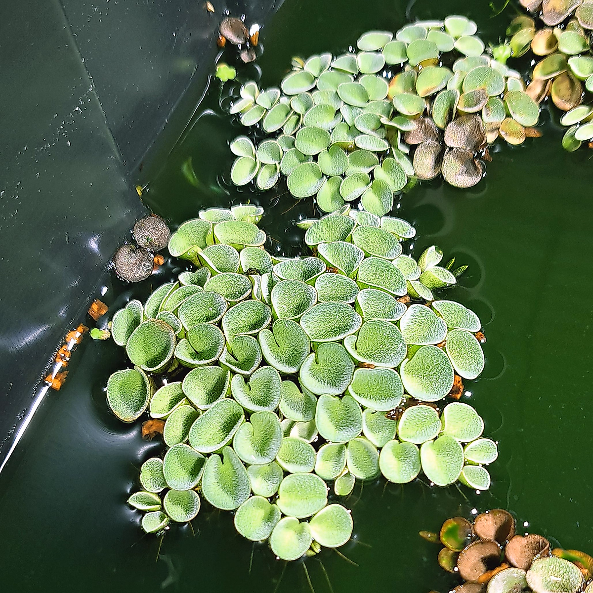 50+ Leaves Asian Watermoss (Salvinia cucullata) Live Aquarium Plant - Floating Aquatic Plant for Natural Fish Tank Decor and Oxygenation - Easy Care Aquatic Plants for Your Tank