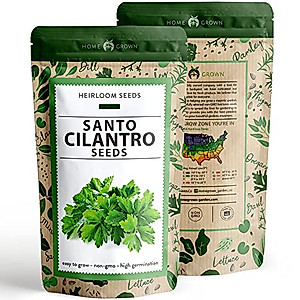 500+ Santo Cilantro Seeds for Planting Indoors or Outdoors - Non-GMO, Heirloom Herbs, Coriander Plant Seeds - Cilantro Herb Seeds for Your Indoor Herb Garden