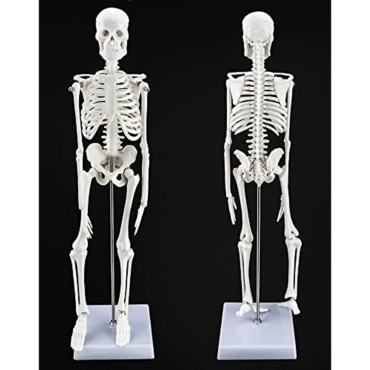 QWORK Human Skeleton Anatomical Model, Scientific Model, Miniature Skeleton Model with Movable Arms and Legs, for Medical Training & Classroom Education
