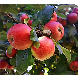 100+ Apple Seeds for Planting