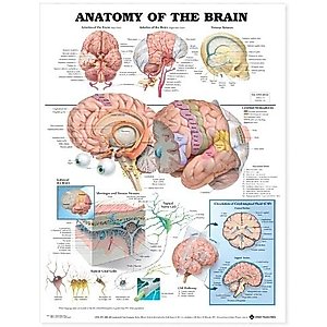 Anatomy of the Brain Anatomical Chart