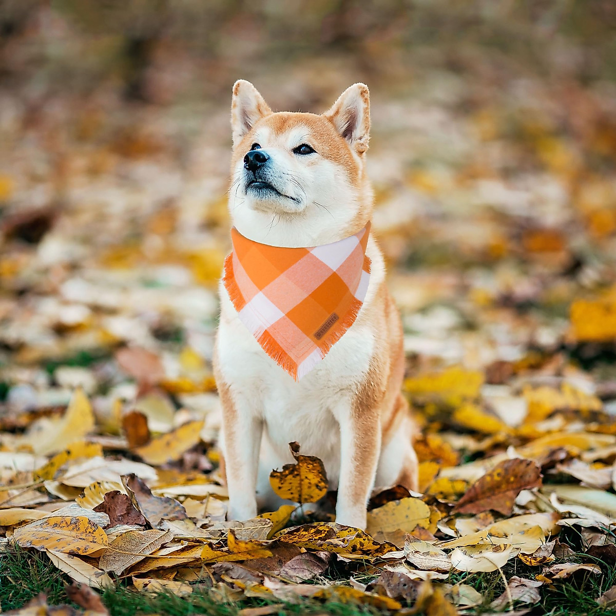 ADOGGYGO Fall Dog Bandanas, Halloween Thanksgiving Dog Bandana, Orange Plaid Dog Scarf, Multiple Sizes Offered, Fall Holiday Bandanas for Medium Large Dogs Pets (Fall, Large)