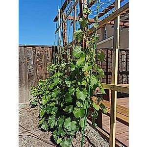 Garden Stakes,Connectable Plant Support Stakes,BOVITRO 40Pcs Steel Plant Stakes with 20 Connectors[17 Inches Each-Adjust Length Freely]