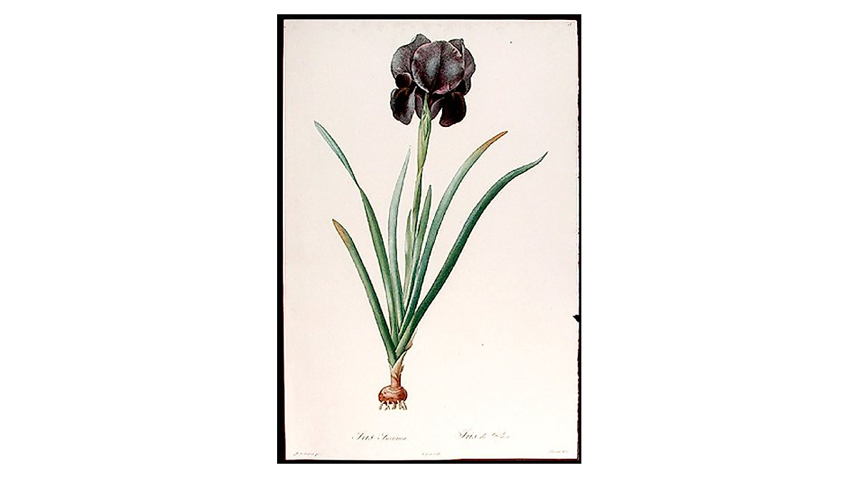 Discover Iris Suziana: Redouté's Masterpiece - Mourning Iris