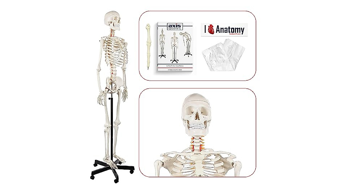 Anatomy Skeleton Model for Medical Study - Highly Detailed & Interactive