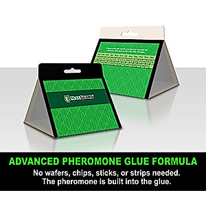 MAXGUARD Pantry Moth Traps (12 Pack +2 Free) with Extra Strength Pheromones | Non-Toxic Sticky Glue Trap for Food and Cupboard Moths in Your Kitchen | Trap and Kill Seed Grain Flour Meal Moths |