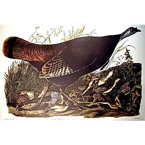 Wild Turkey, Female and Young. From"The Birds of America" (Amsterdam Edition)