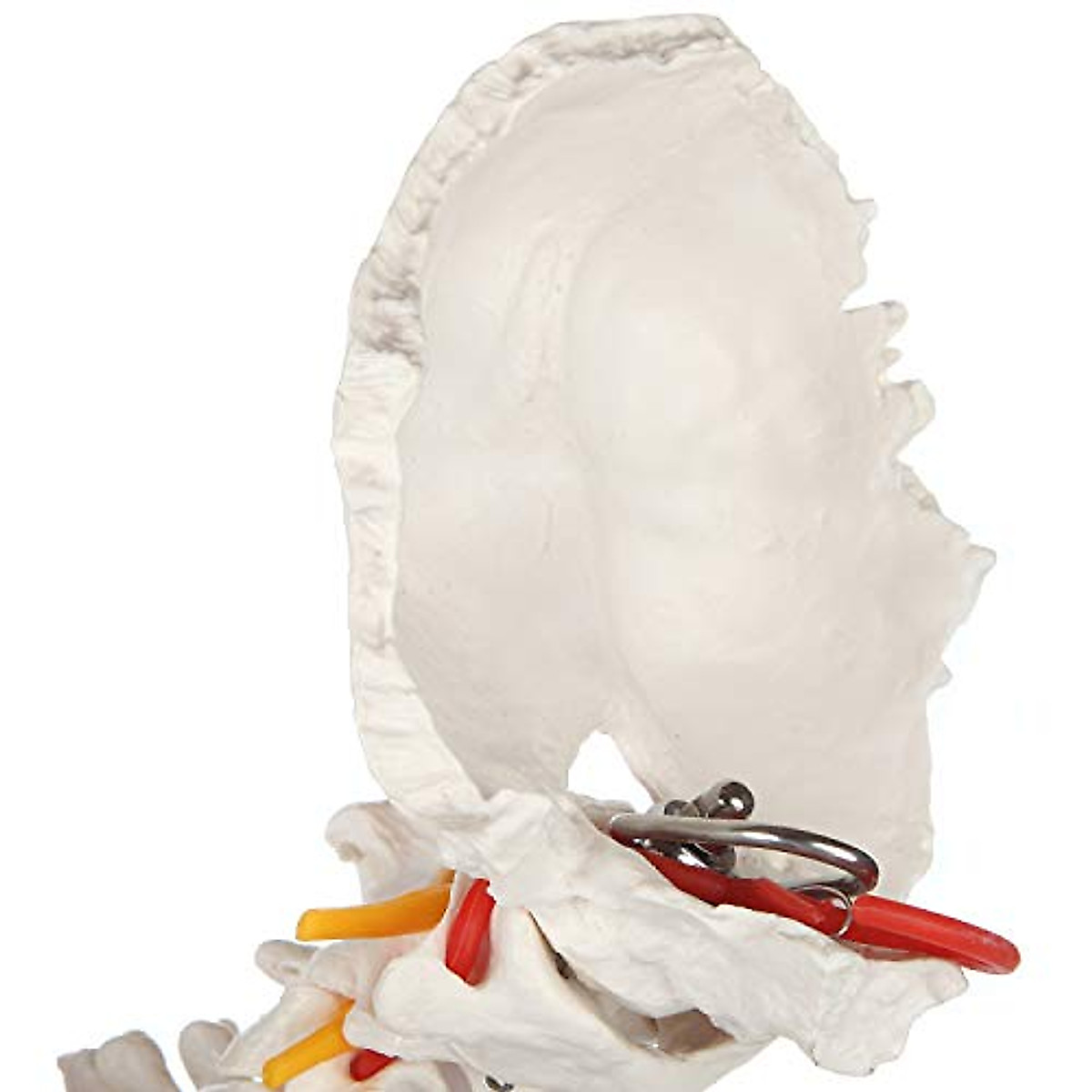 Axis Scientific Painted Flexible Spine Model, 36" Life Size Spinal Cord Anatomy Model Demonstrates Muscle Origins,Insertion Points,Vertebrae, Nerves, Arteries, Lumbar Column, Includes Stand