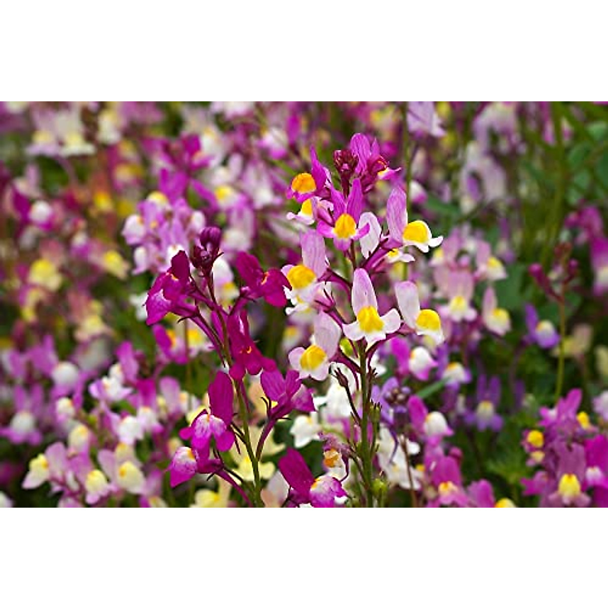 Fairy Bouquet "Spurred" Snapdragon Flowers for Planting, 2000+ Seeds Per Packet, (Isla's Garden Seeds), Non GMO & Heirloom Seeds, Great Flower Garden Gift