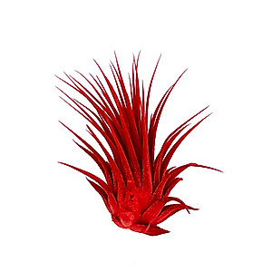 ragnaroc Air Plants - Dyed Tillandsia Ionantha, Regular 2-3" - 1ct - Live Arrival Guaranteed - House Plants for Home Decor & Gift, Jule Red