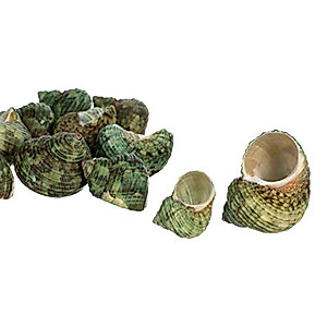 Hermit Crab Shells | Turbo Shells | 12 Green Stenuous Turbo Shells | Opening Size 0.5" - 1" | Hermit Crab House for Décor | Plus Free Nautical eBook by Joseph Rains