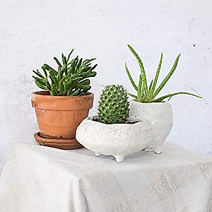 Northern Lights The Sill Agave Nectar & Dune Primrose Candle / Planter 16oz 52755