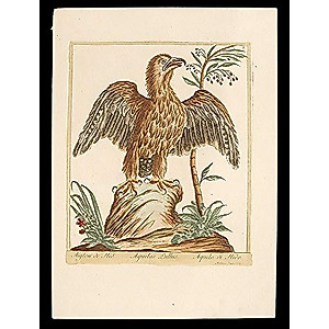 Aiglon de Nid [Nesting Eagle]