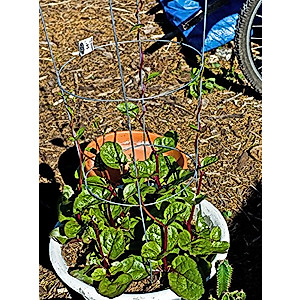 30+ Malabar Red Stem Spinach Seeds Herb Heirloom Non-GMO Phooi Leaf, Red Vine, Alugbati, Vietnamese,from USA