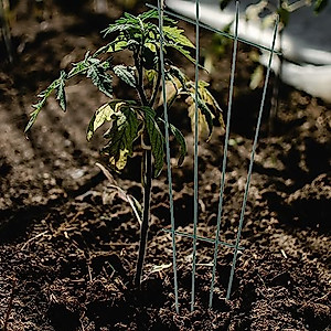 MAGICLULU House Plant Trellis for Potted Plants Plant Climbing Trellis 2pcs Iron Vine Climbing Support Rack Flower Garden Plant Stakes for Rose Vine Pea Ivy Cucumbers Flower Vegetables