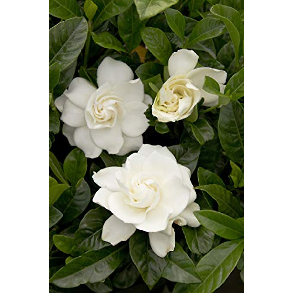 Shrub August Beauty Gardenia, 1 Gallon, Lustrous Green Foliage