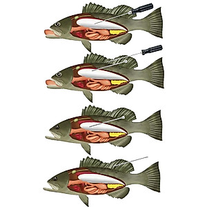 YANDIA Fish Venting Tool Three Sizes of Stainless Steel Needle with Plastic Storage Bin （Fish Will Not Clog The Needle）