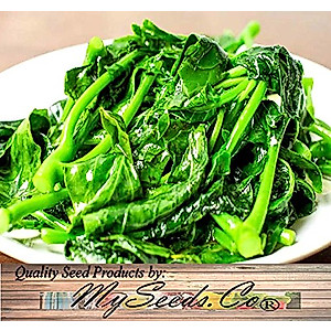 Big Pack - (1,500) Chinese Broccoli, Kailan GAI LAN Seeds - Used in Cantonese Cuisine - Non-GMO Seeds by MySeeds.Co (Big Pack - Kai LAN)