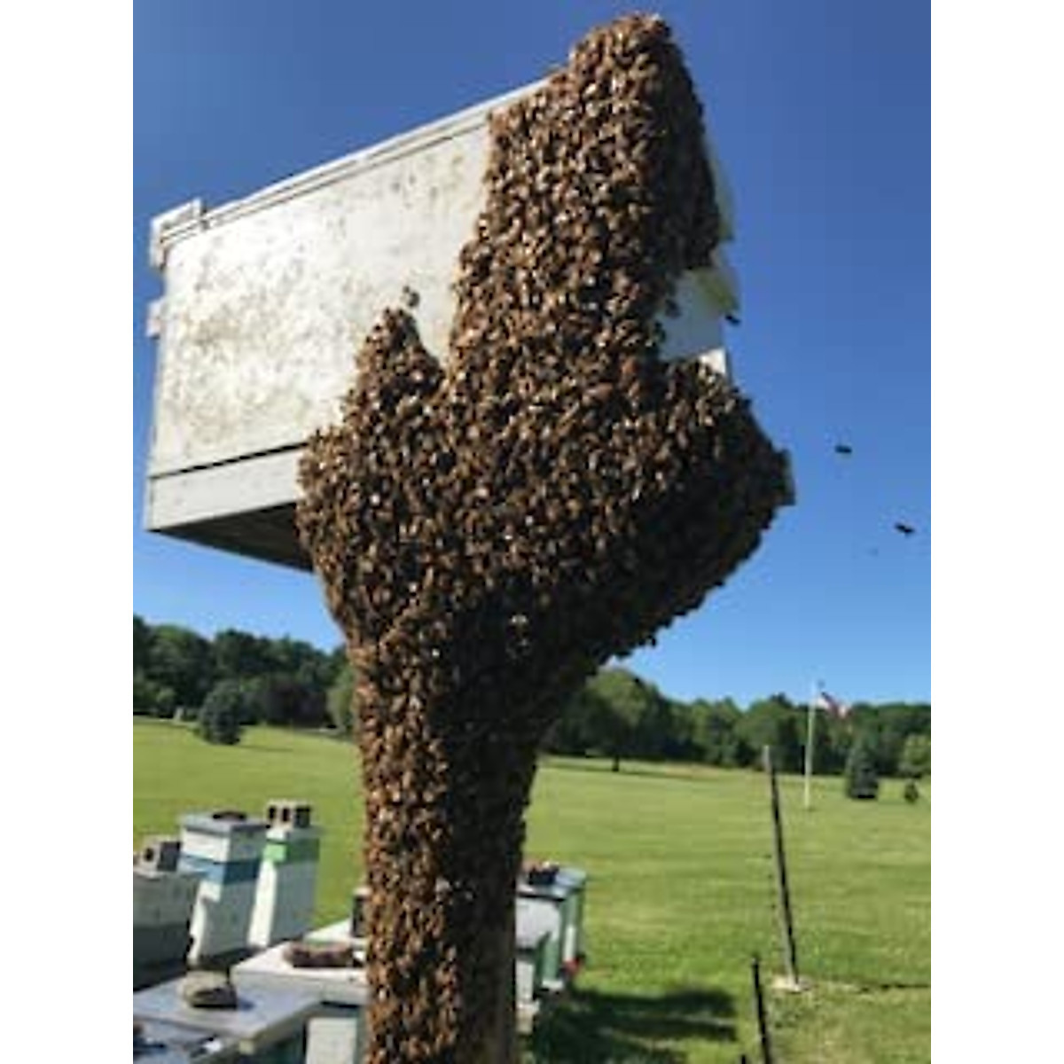 Swarm Rustler - Premium Swarm Lure - 2oz. Bottle for catching Honey Bee Swarms All Natural Swarm Lure