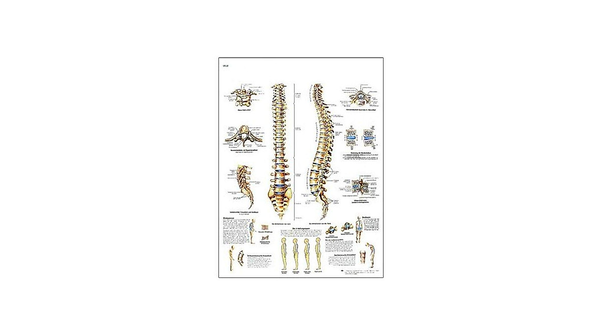 Human Spine Anatomical Chart - Durable UV-Resistant Laminated Poster