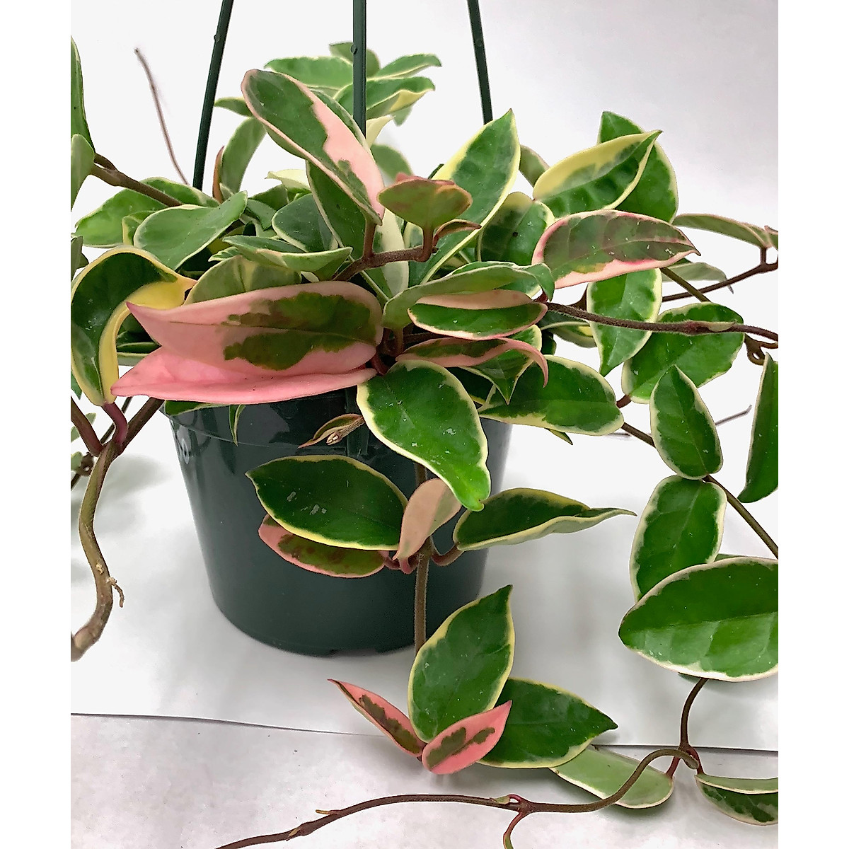 Tricolor Hoya Krimson Queen, Hoya Carnosa Variegata Tricolor Hoya Ships from CA (4" Pot)