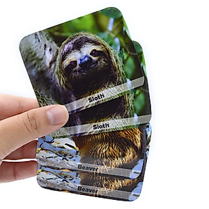 Menique, Wild Animals, Memory Matching Game