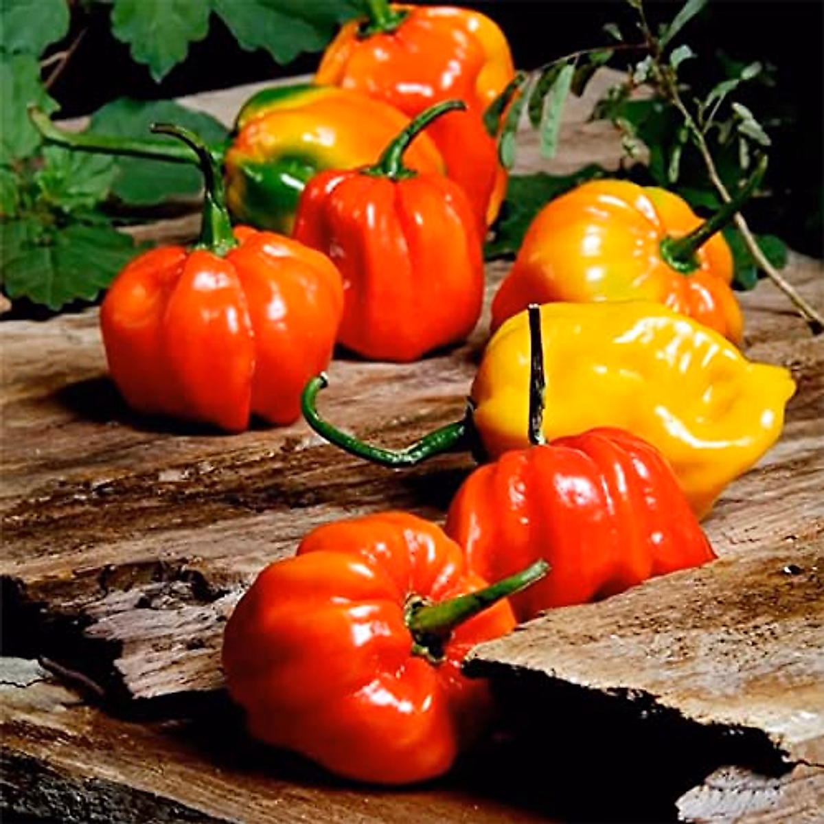 QAUZUY GARDEN 100 Seeds Aji Dulce Sweet Chili Pepper Ajicitoo Aji Gustoso Cachucha Seed Premium Non-GMO Seeds Mild Heat Delicious Pepper for Garden Home