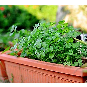 Coriander Cilantro Magnum Seeds for Planting Herb Garden 500+ Seeds