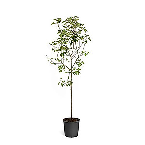 Brighter Blooms - Dwarf Red Delicious Apple Tree, 5-6 Ft. - A Supermarket Favorite, Grown at Home - No Shipping to AZ, ID, OR, or CA