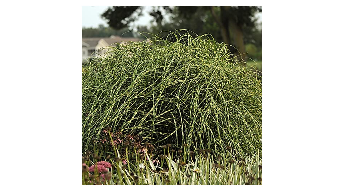 CHUXAY GARDEN Miscanthus Sinensis,Silver Maiden Grass 10 Seeds Hardy ...