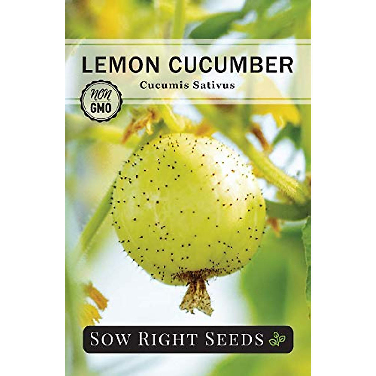 Sow Right Seeds - Cucumber Seed Collection for Planting - Armenian, Pickling, Lemon, Beit Alpha, Marketmore Variety Pack, Non-GMO Heirloom Seeds to Grow a Home Vegetable Garden, Great Gardening Gift