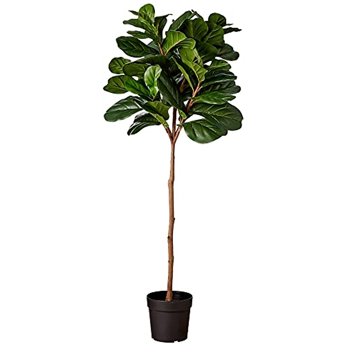 Amazon Brand - Stone & Beam Artificial Fiddle Leaf Fig Tree with Plastic Nursery Pot, 5.2 Feet (62 Inches) / Large, Indoor