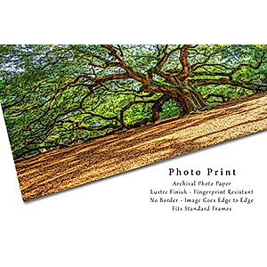 Nature Photography Print (Not Framed) Picture of Angel Oak Tree on Summer Day near Charleston South Carolina Southern Wall Art Lowcountry Decor (4" x 6")