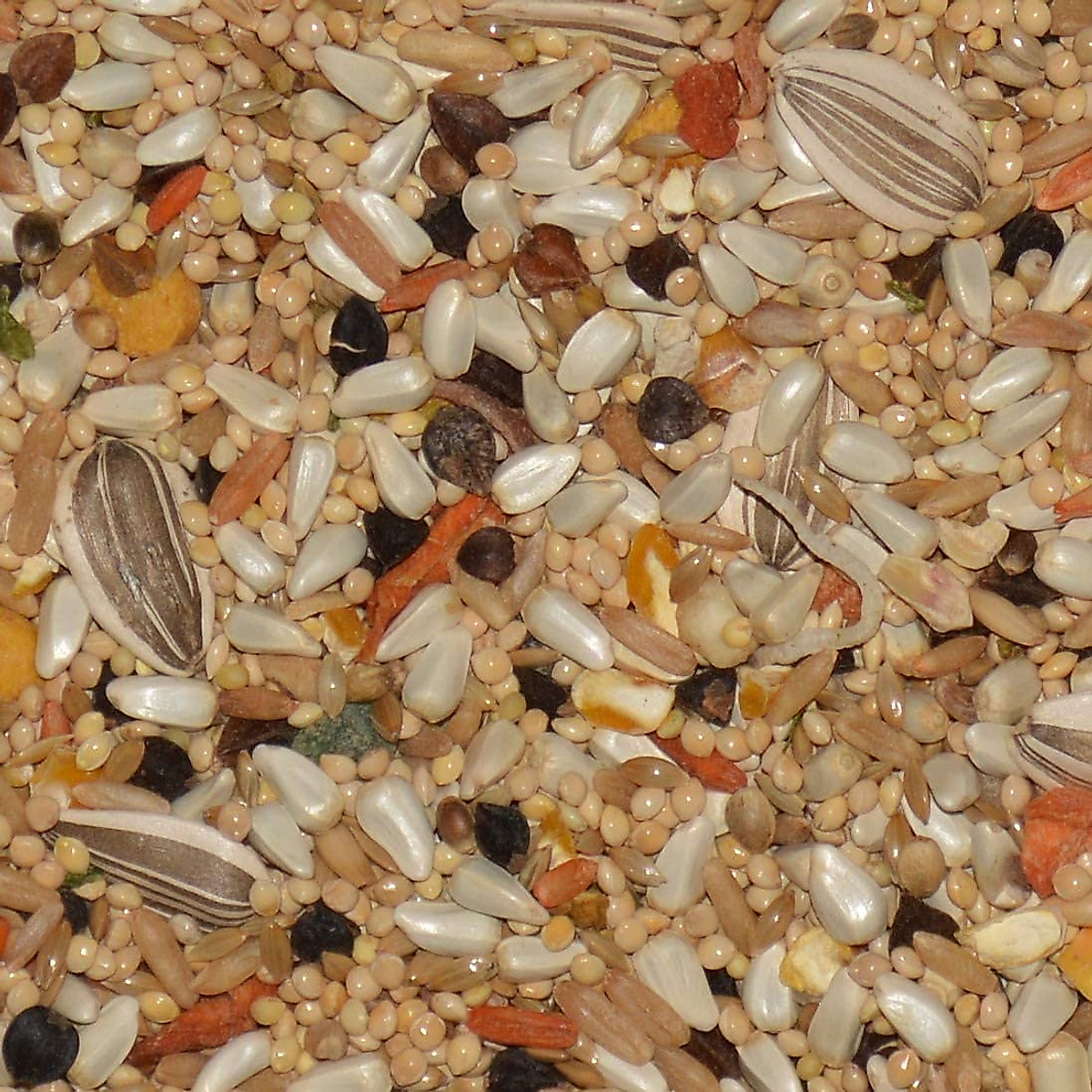 Volkman Seed Avian Science Super Cockatiel with Sunflower Bird Food 4lb