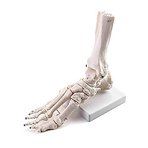 QWORK Human Foot Skeleton Model, Life Size Medical Anatomy Foot and Ankle Model, Right, Fully Articulated, for Medical Study & Science Classroom