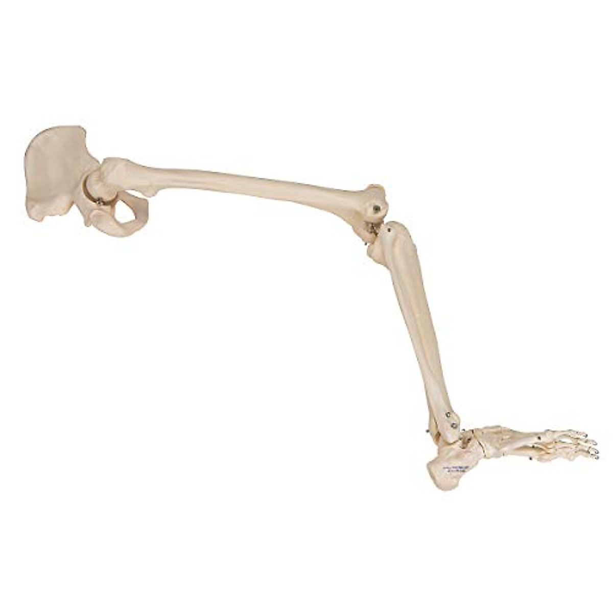 3B Scientific A36 Leg Skeleton w/Hip Bone - 3B Smart Anatomy