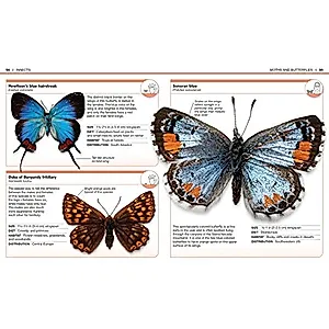 Pocket Genius: Bugs: Facts at Your Fingertips