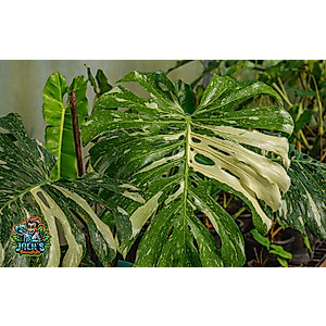 Thai Con Monstera Rare Plant Grow kit
