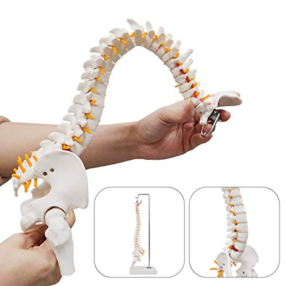 Ultrassist Miniature Human Spine Model, 15.5" Mini Flexible Bendable Spinal Cord with Herniated Disk, Nerves, Arteries, Pelvis and Femur Stumps, for Medical Students and Chiropractors, Includes Stand
