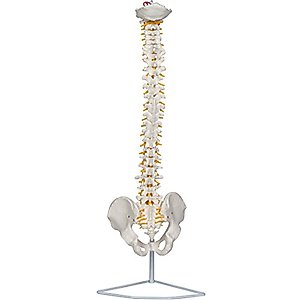 29" Flexible Chiropractic Spine Model with Stand by Trademark Scientific
