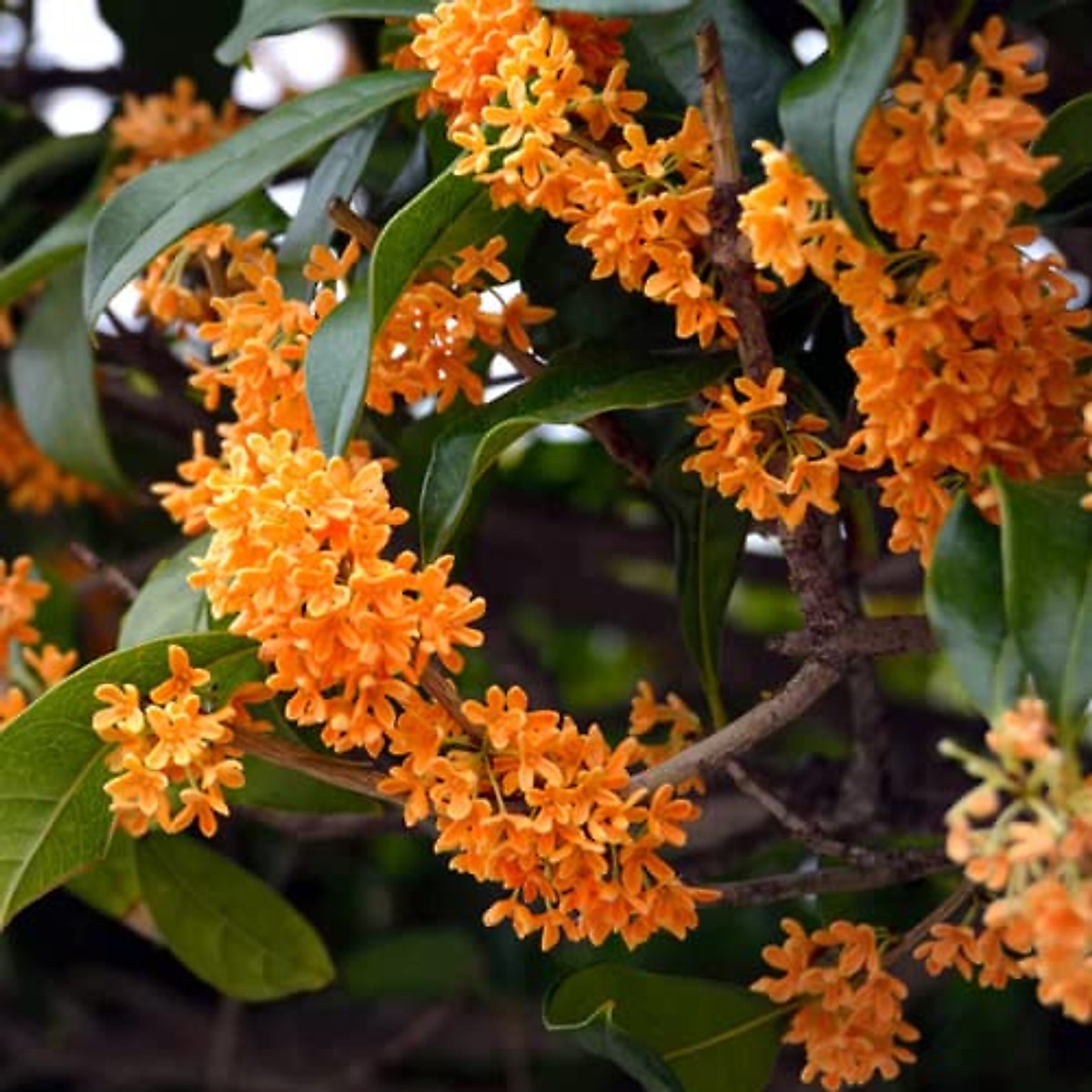 CHUXAY GARDEN 5 Seeds Osmanthus Fragrans,Sweet Osmanthus,Sweet Olive,Tea Olive, Fragrant Olive Orange Small Tree Evergreen Shrub Grows in Garden and pots