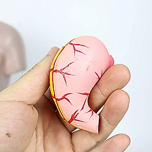 KINOFU Educational Model, Assembly Educational Model 42Cm Human Torso Anatomy Model Human Internal Organs Anatomical Model for Teaching Aids for School,Education Teaching Aids