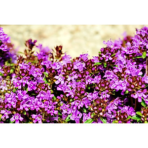 1,000 Creeping Thyme Seeds for Planting - Heirloom Non-GMO Ground Cover Seeds - AKA Breckland Thyme, Mother of Thyme, Wild Thyme, Thymus Serpyllum - Purple Flowers