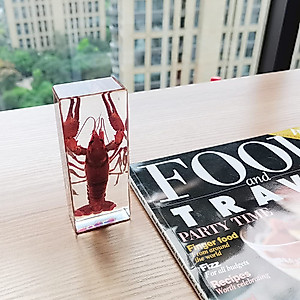 FlyingBean Real Shrimp Specimens in Resin Paperweight Crafts, Animal Taxidermy Collection for Science Education & Desk Ornament (Crayfish), 110 x 44 x 27mm (4.3 x 1.7 x 1.1 inch), (FBBH-01)