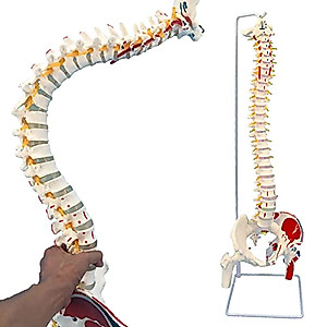 Veipho Spine Model, Spine Models for Chiropractors, Spine Model Life Size with Stand, Spine Models for Anatomy & Office, 34" Flexible Colored Human Spine Model Life-Size Spinal Cord Model