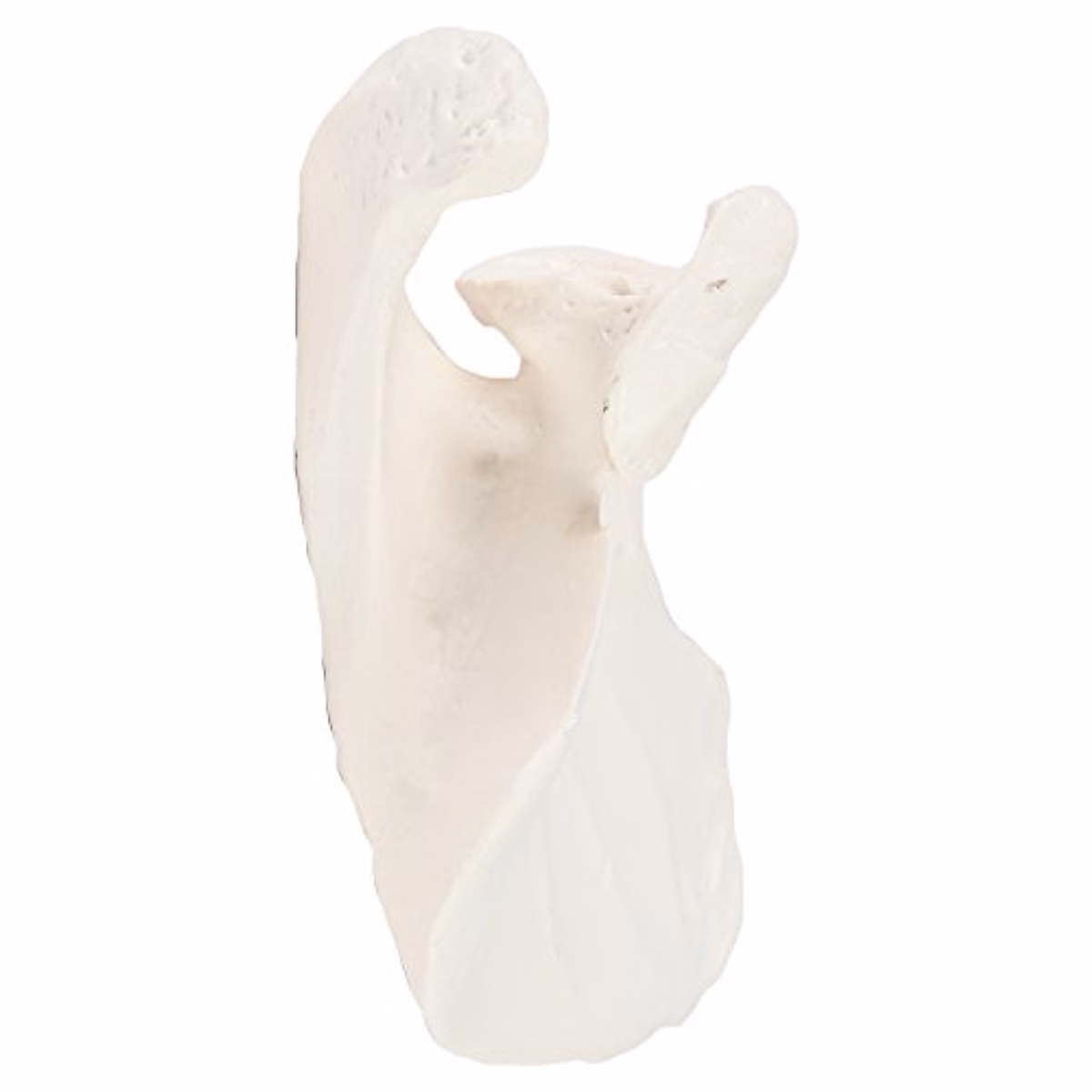 Axis Scientific Shoulder Anatomy Model of Right Scapula Bone | Shoulder Blade Model Details Skeletal Anatomy of Scapula | Scapula Model Shows Bony Landmarks and Anatomical Detail