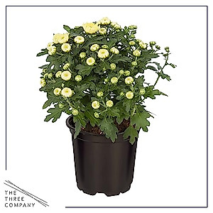Live Flowering Hardy Chrysanthemum - White (3 Plants Per Pack), Colorful Fall Mums, 10" Tall by 6" Wide in 1 Qt Pot