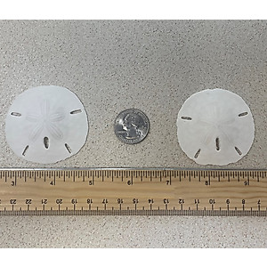 Tumbler Home White Sand Dollars 2" to 2.25" Set of 48 - Wedding Seashell Craft Sand Dollars- Hand Picked and Professionally Packed