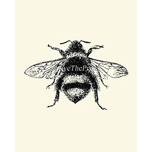 Bee Dragonfly Butterfly Wall Art Prints set of 3 Prints 8x10 - Unframed - Beautiful Black and White Illustration Ivory Natural Background Home Room Decor