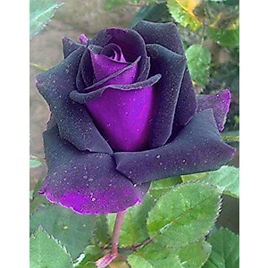 Bonsai Roses 30Pcs Germany Rare Purple Dragon Rose Seeds Flowering Plants